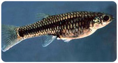 Bureau of Reclamation: Lower Colorado Region